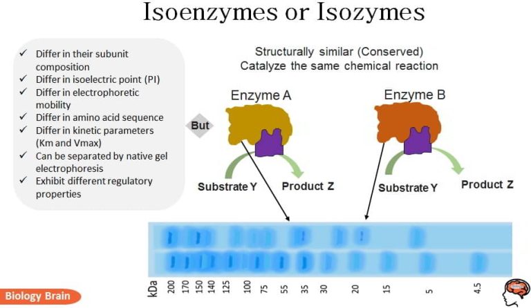 Isoenzymes or Isozymes- Definition, Examples, and Characteristics ...