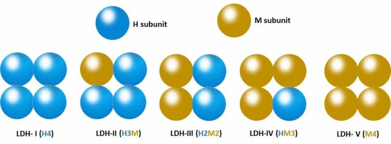 Isoenzymes or Isozymes- Definition, Examples, and Characteristics ...