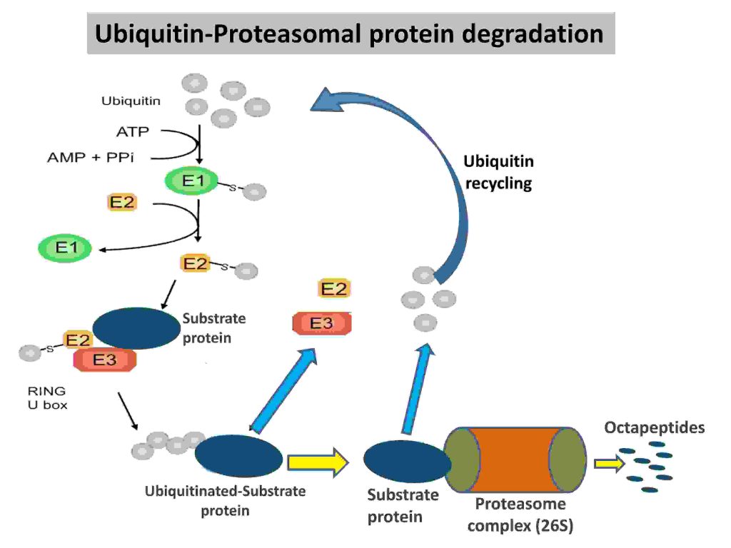 Proteasome Definition Function And Inhibition Biology Brain