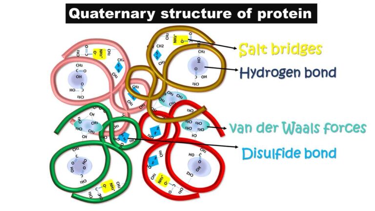 Four levels of protein structure and examples - Biology Brain