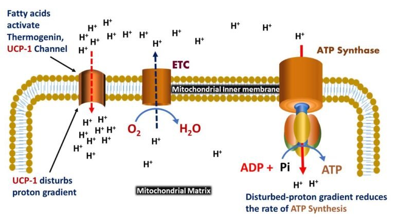 How does thermogenin generate heat? Definition, Function, Structure ...