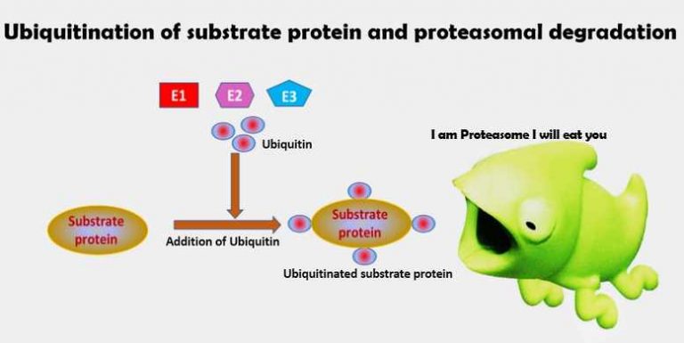 Ubiquitin Proteasome System (UPS)-Definition, Diagram, Function ...