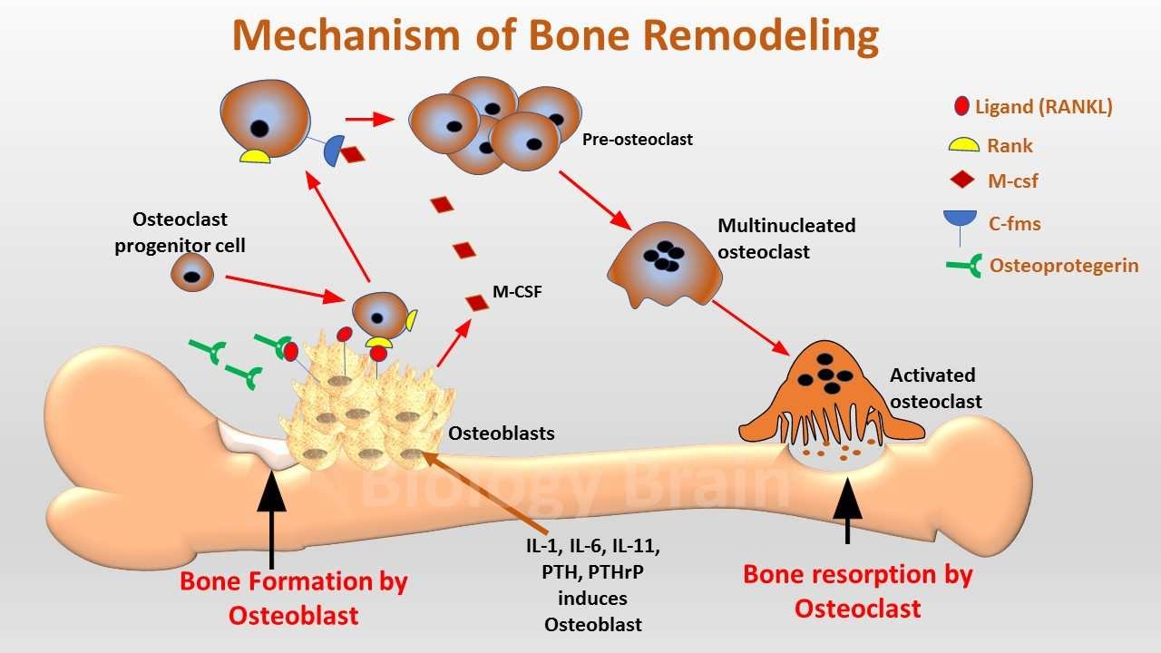 Bone Remodeling Process Steps And Main Factors Biology Brain Bone Remodeling Process Steps And Main Factors Biology Brain