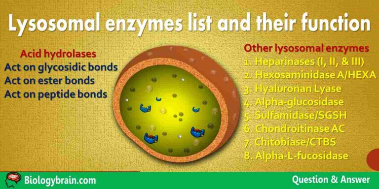 Lysosomal enzymes list and their function - Biology Brain