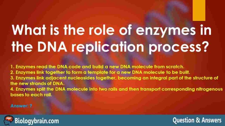 What is the role of enzymes in the DNA replication process? - Biology Brain