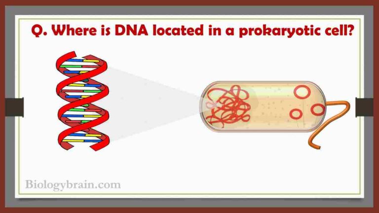 Where is DNA located in a prokaryotic cell? - Biology Brain