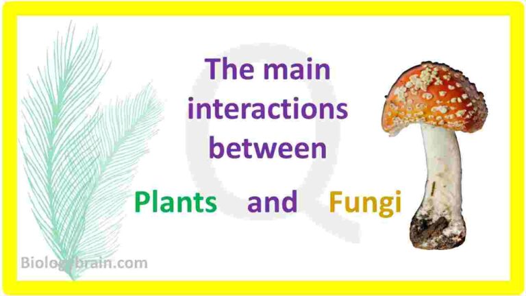 Which statement(s) correctly describe(s) the interactions between ...